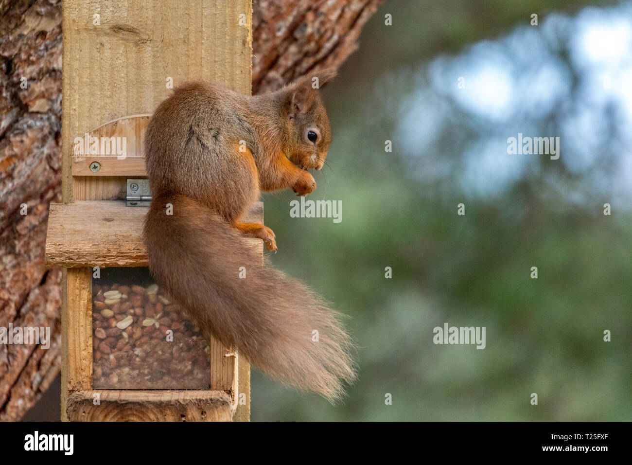 Red squirrel Sciurus vulgaris collecting nuts from a man made squirrel ...
