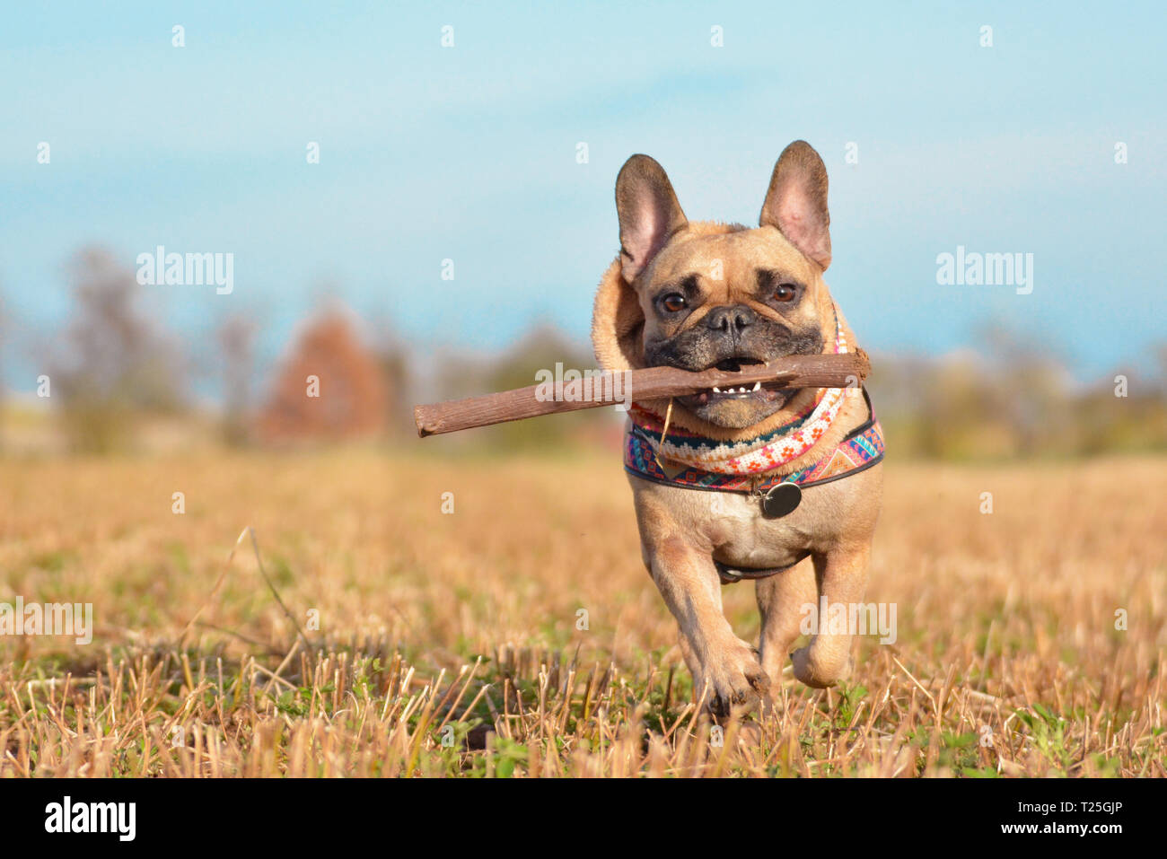 Happy Bulldog Running