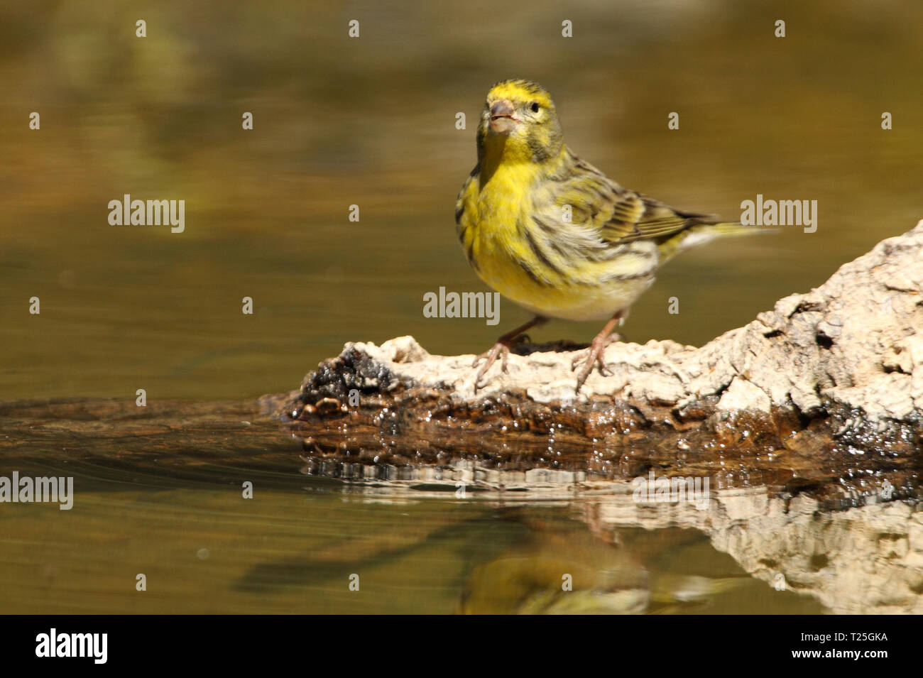 Serin birds hi-res stock photography and images - Alamy