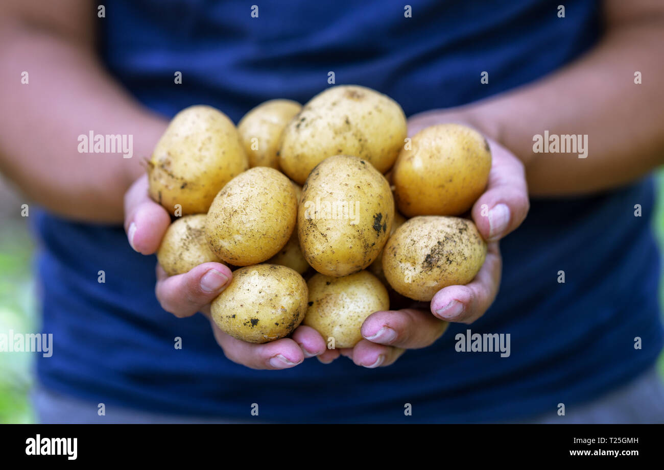 Harvest of potatoes in the hands of the farmer. Woman farmer holding ...