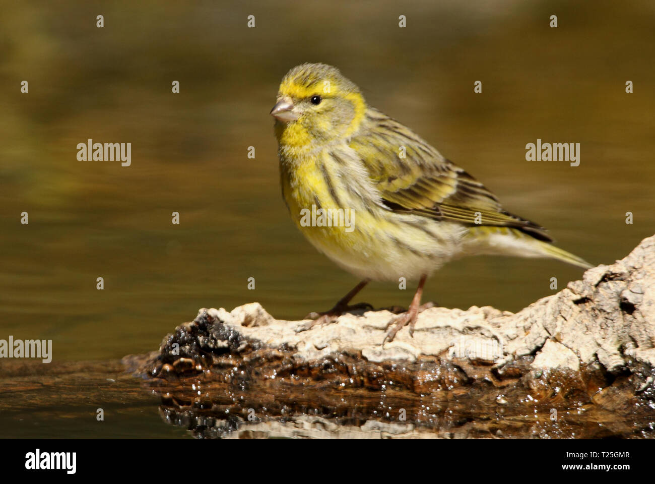 Bird serin hi-res stock photography and images - Alamy