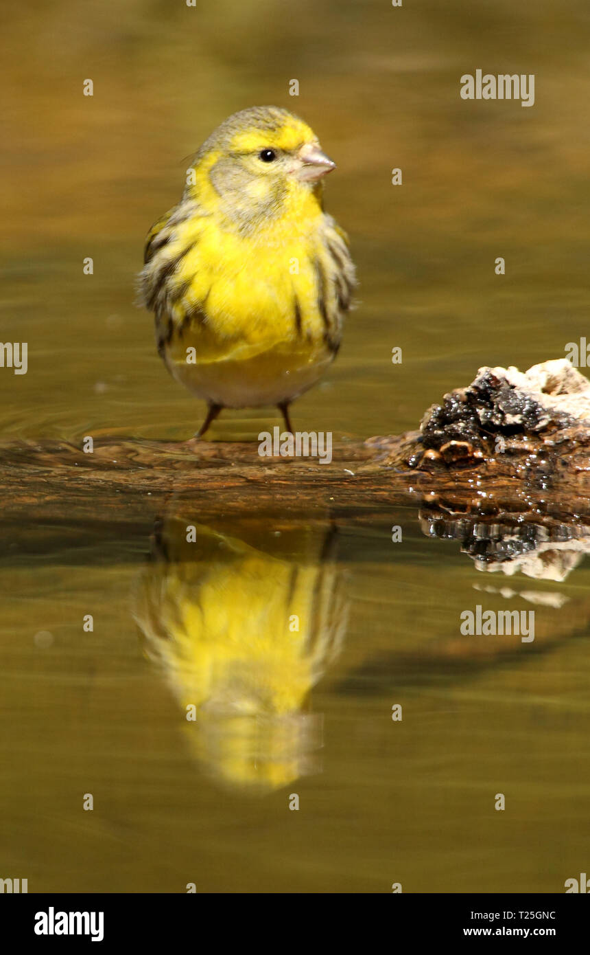 Bird serin hi-res stock photography and images - Alamy