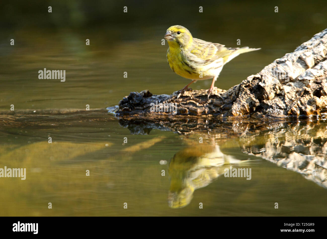 Bird serin hi-res stock photography and images - Alamy