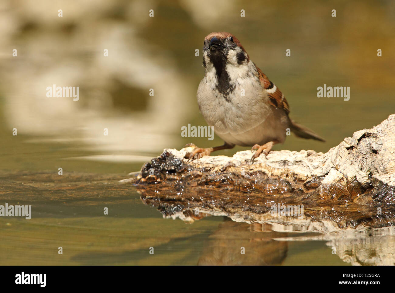 Tree sparrow female montanus hi-res stock photography and images - Alamy