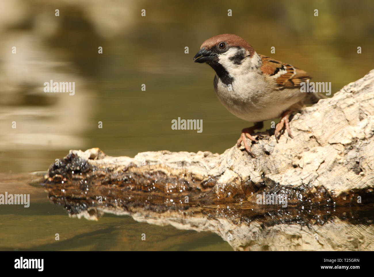 Female passer montanus hi-res stock photography and images - Alamy