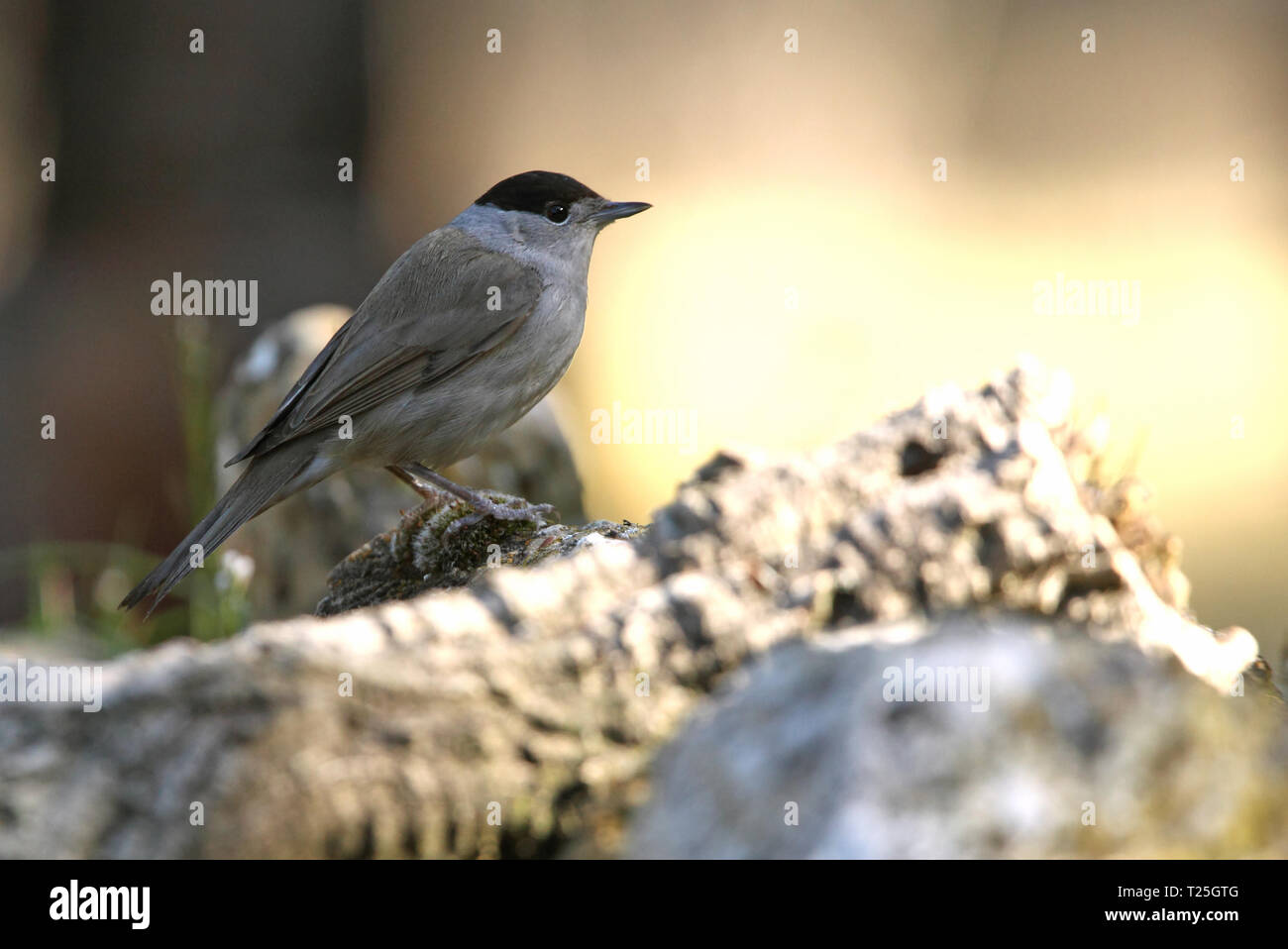 Sylvia atricapilla animal hi-res stock photography and images - Alamy