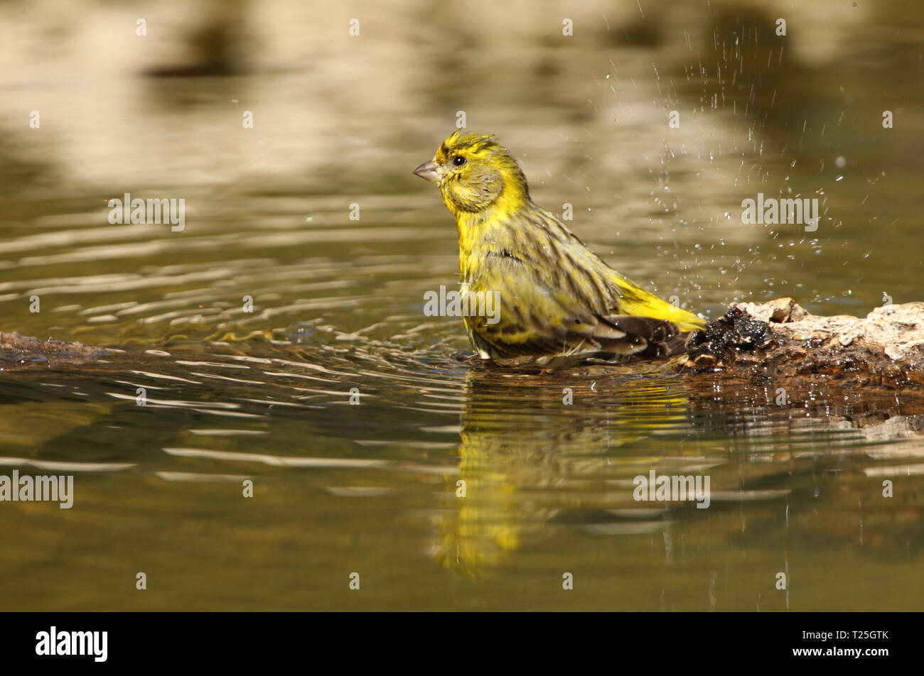 Bird serin hi-res stock photography and images - Alamy