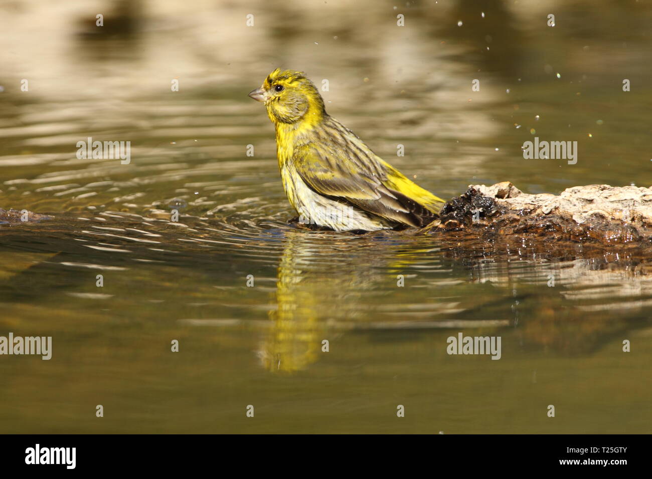Bird serin hi-res stock photography and images - Alamy