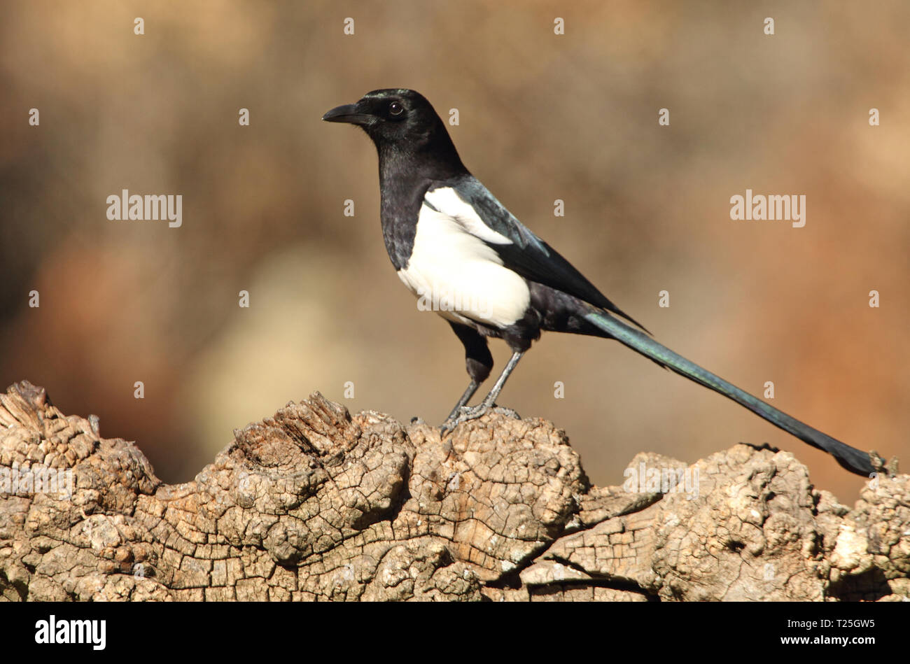 Common magpie with the last light of the day in a pine and oak forest ...