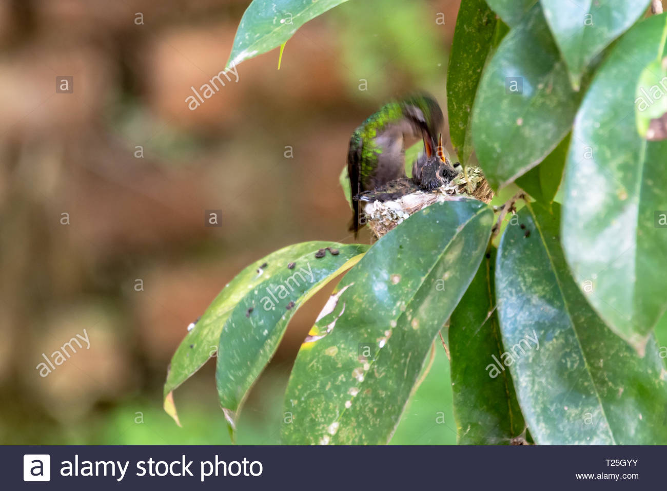 Cuban Bee Hummingbird Stock Photos & Cuban Bee Hummingbird Stock Images ...