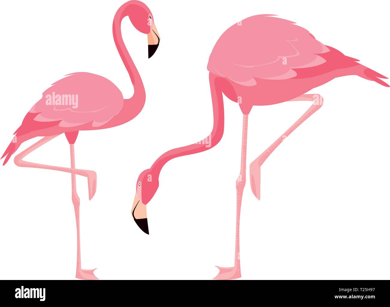 elegant flamingo birds couple vector illustration design Stock Vector ...