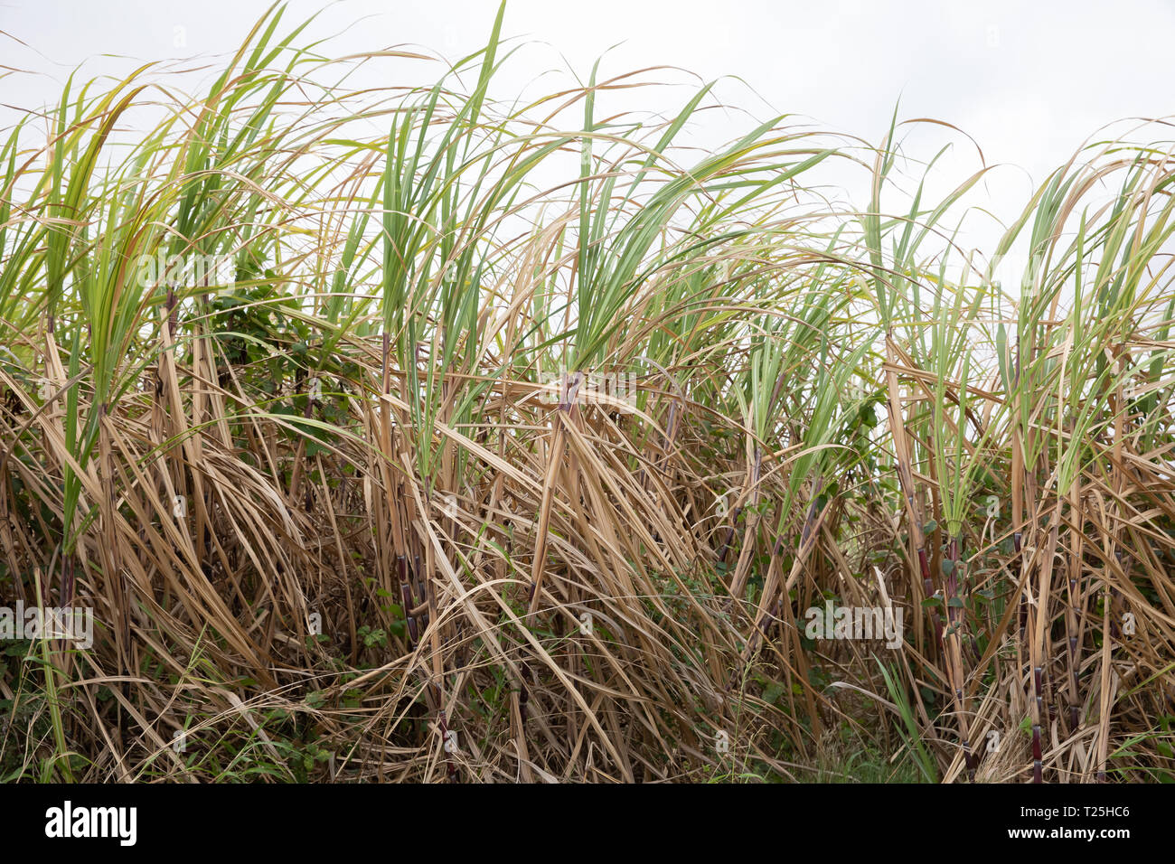 Sugar Cane plantation in Bardados, The Caribbean Stock Photo - Alamy