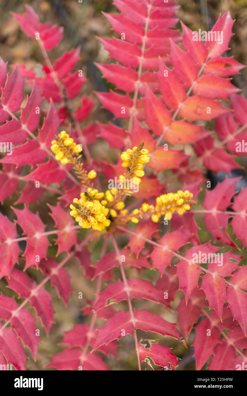 close up outdoor view of mahonia aquifolium plant, also called oregon ...