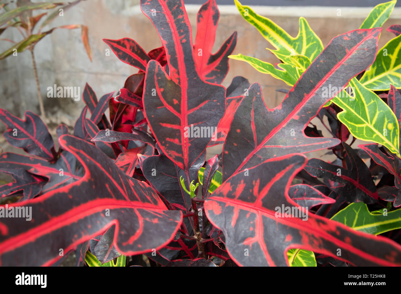 Colourful leaves on a bush in Barbados, The Caribbean Stock Photo - Alamy