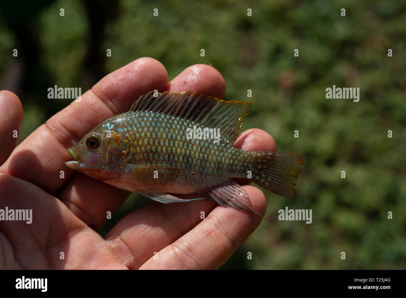 Tilapia africa hi-res stock photography and images - Alamy