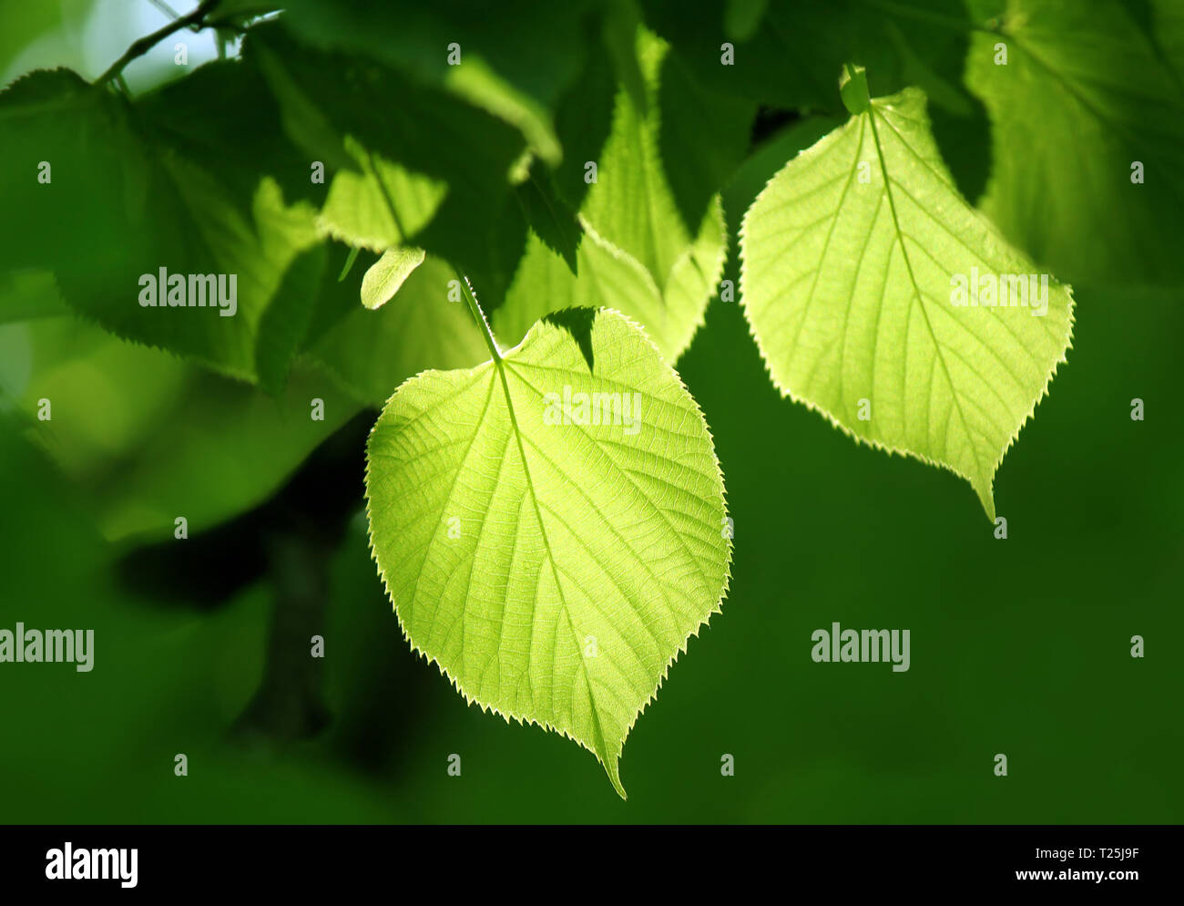 Linden tree green hi-res stock photography and images - Alamy