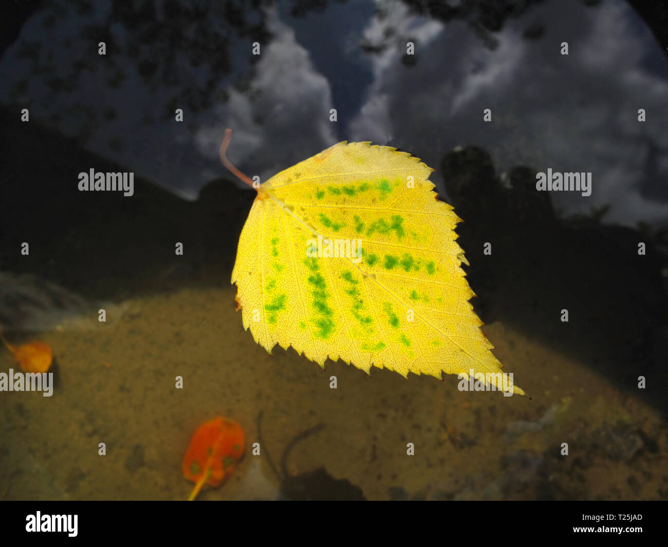 autumn leaf of birch tree floating in water Stock Photo - Alamy