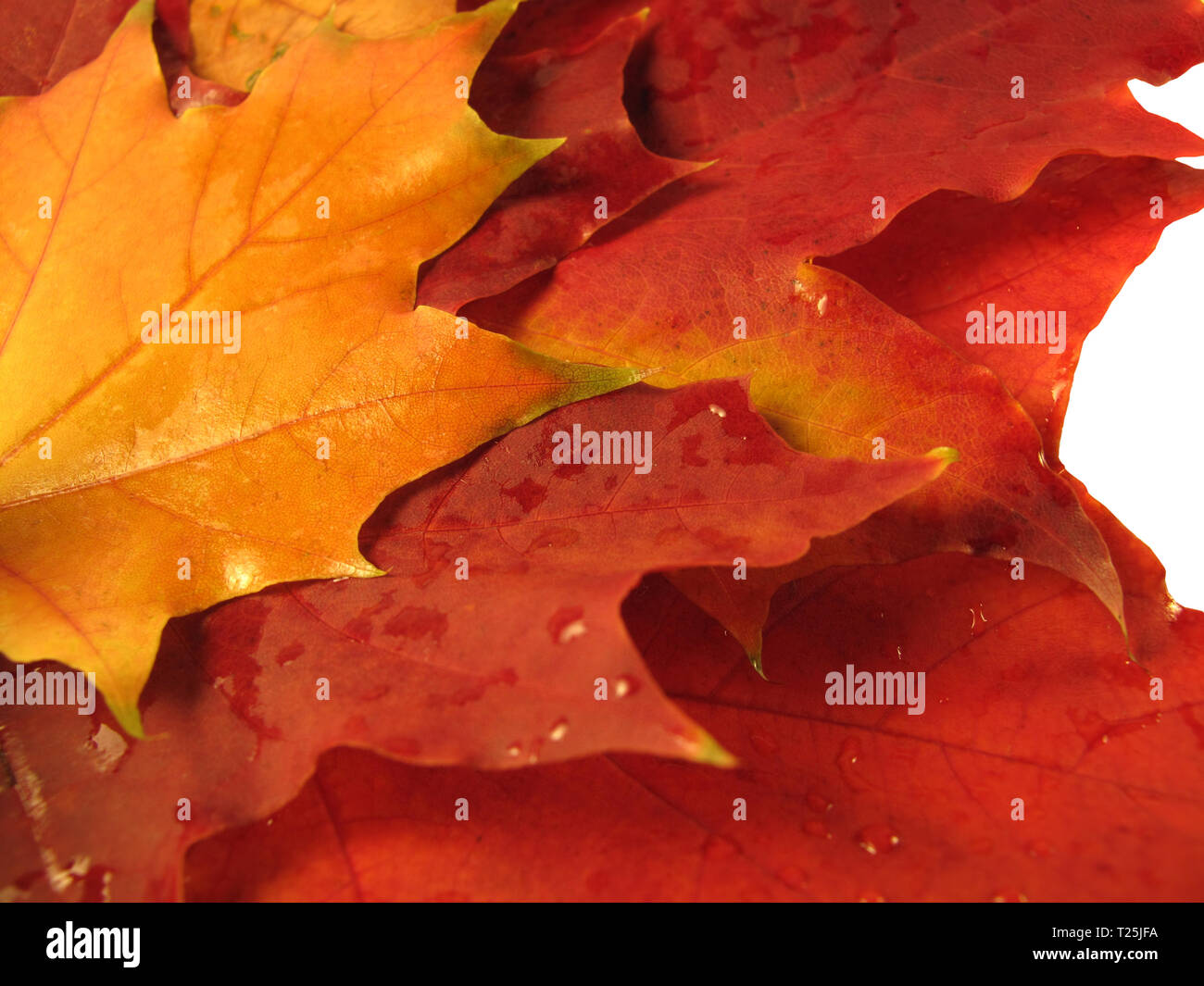 beautiful colored fall leaves, autumn background Stock Photo - Alamy