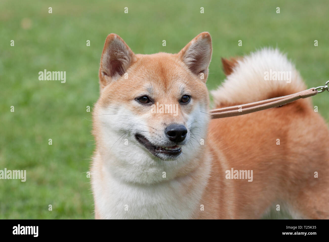 Cute red shiba inu is standing in the green grass. Pet animals ...