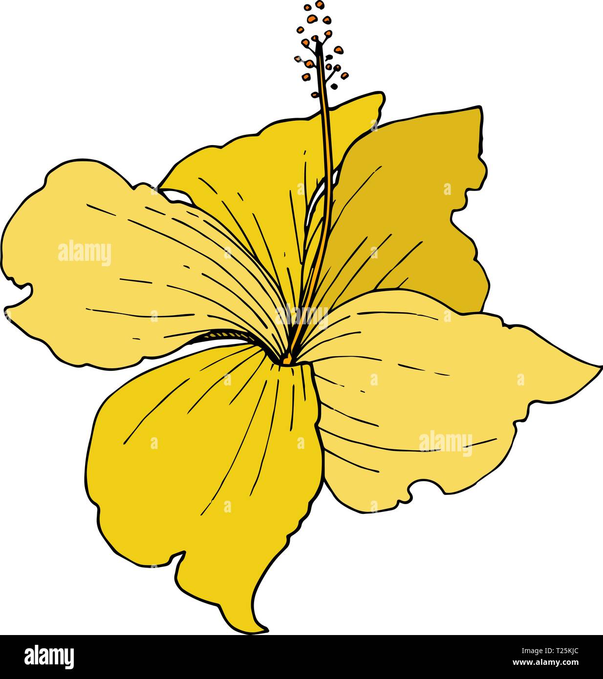 Vector Hibiscus floral tropical flowers. Engraved ink art. Isolated hibiscus illustration ...