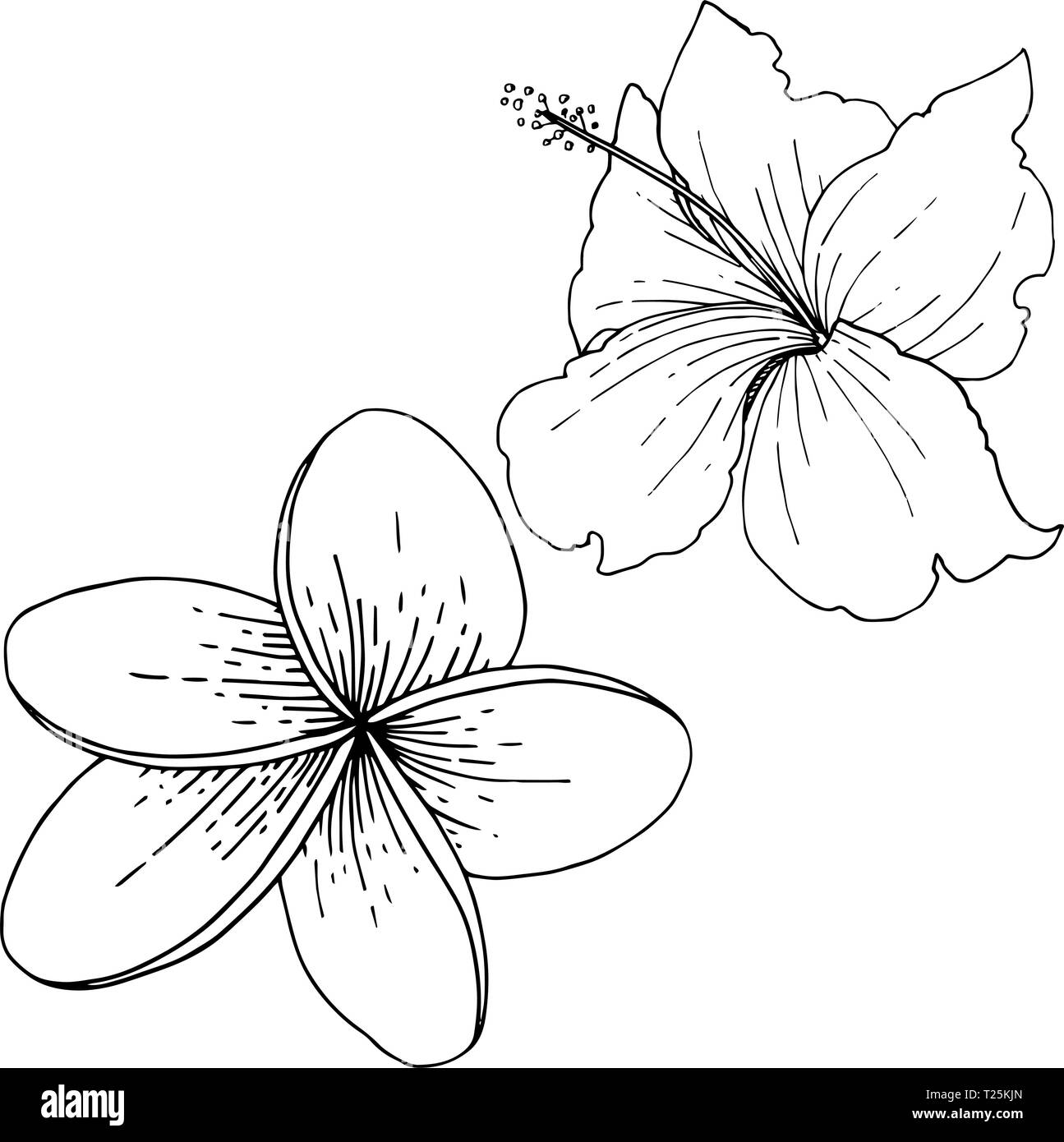 Vector Hibiscus floral tropical flowers. Black and white engraved ink art. Isolated hibiscus ...