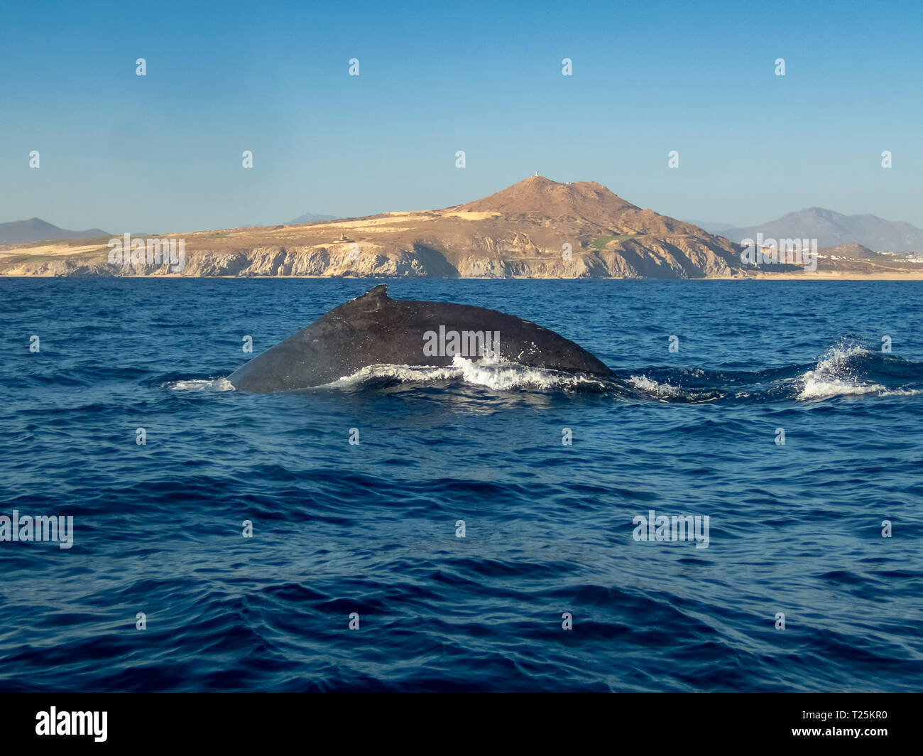 Humpback Whale (Megaptera novaeangliae Stock Photo - Alamy