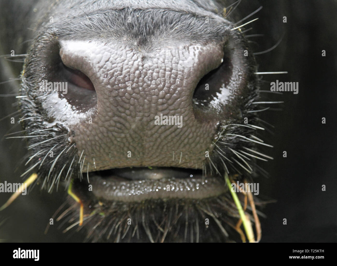 Closeup of animal eating hay Stock Photo - Alamy