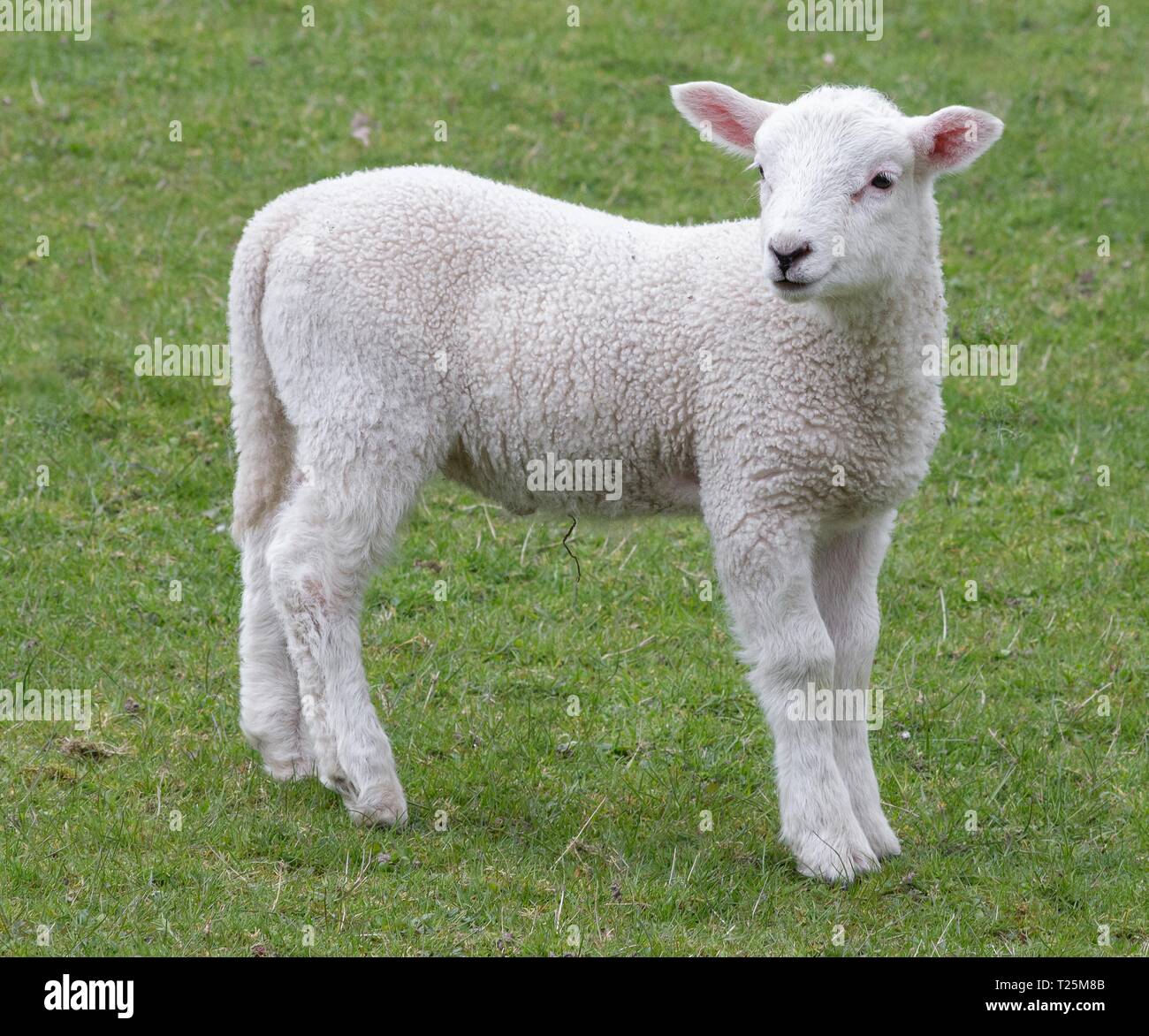 Cute standing baby spring lamb Stock Photo - Alamy