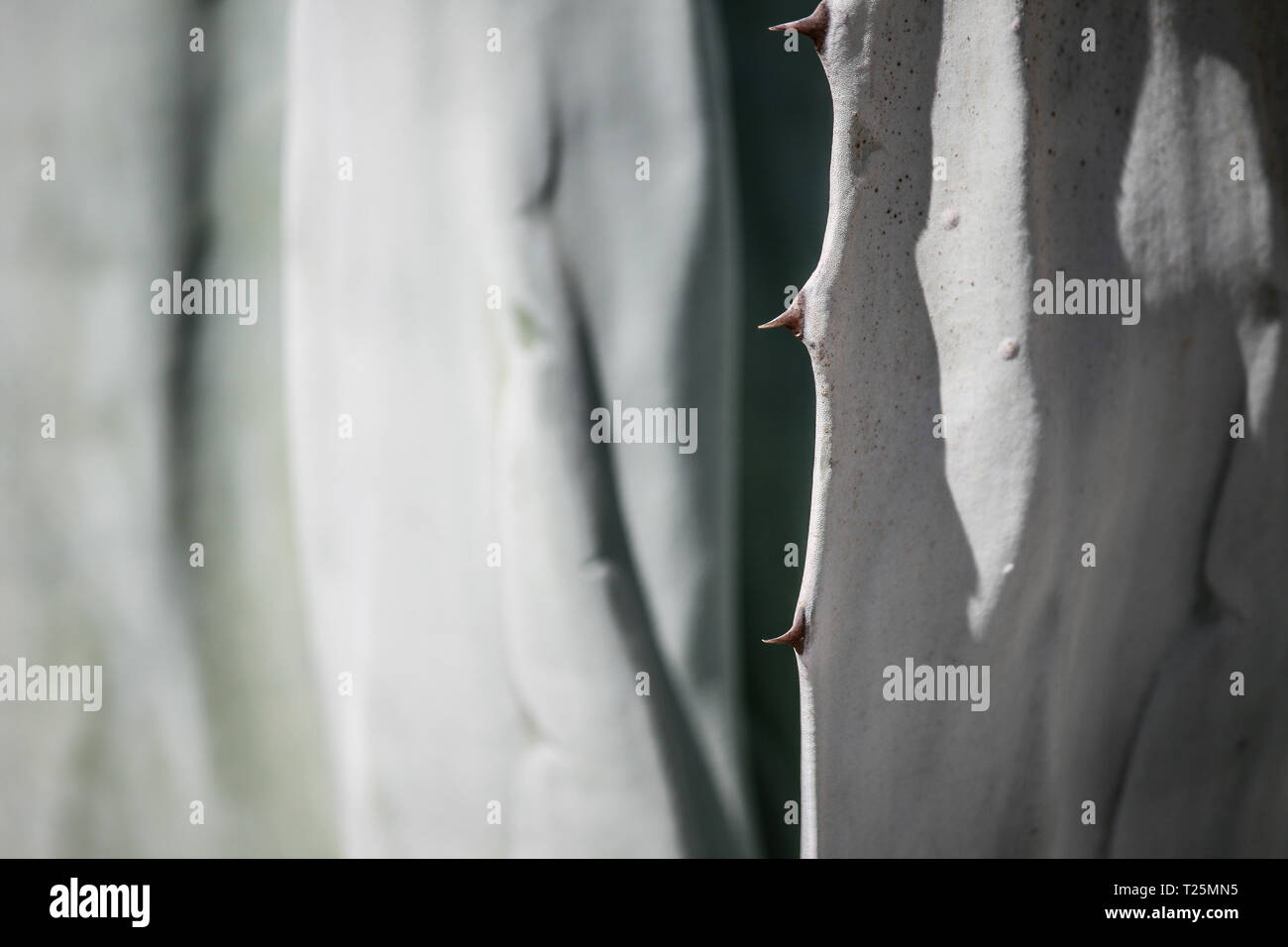 details of a gray cactus with stings in sunlight Stock Photo - Alamy