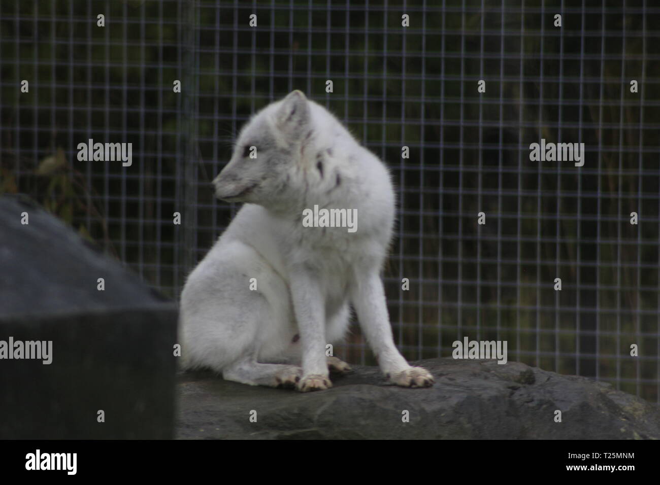 Canadian Shield Cute Animals