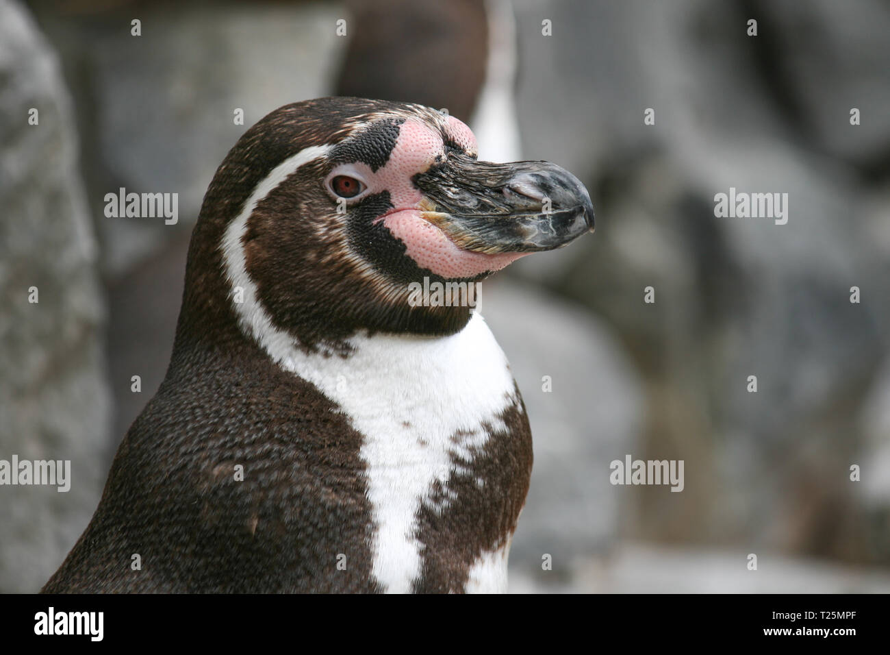 Portrait of a penguin Stock Photo - Alamy