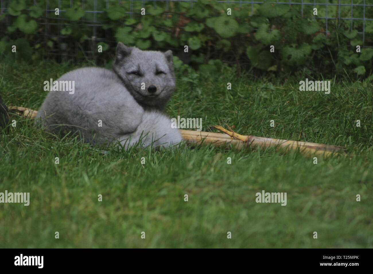 Arctic fox Vulpes Lagopus in white winter coat on the Canadian Shield ...