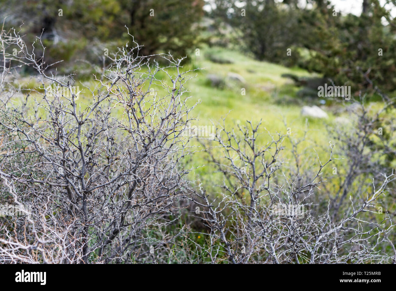 Mediterranean forest in early morning mist - green grass beautiful ...