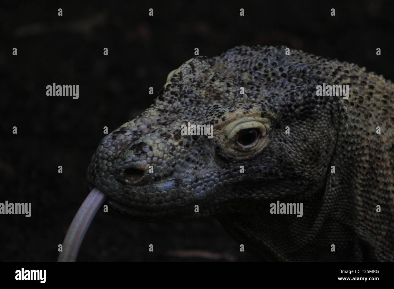 Comodo monitor lizard hi-res stock photography and images - Alamy