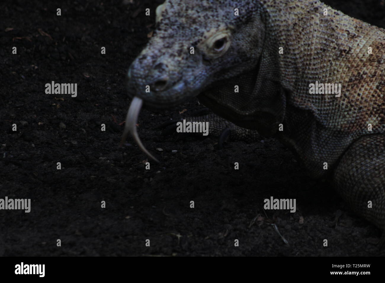 Komodo dragon ( Varanus komodoensis ) with the forked tongue sniff air ...