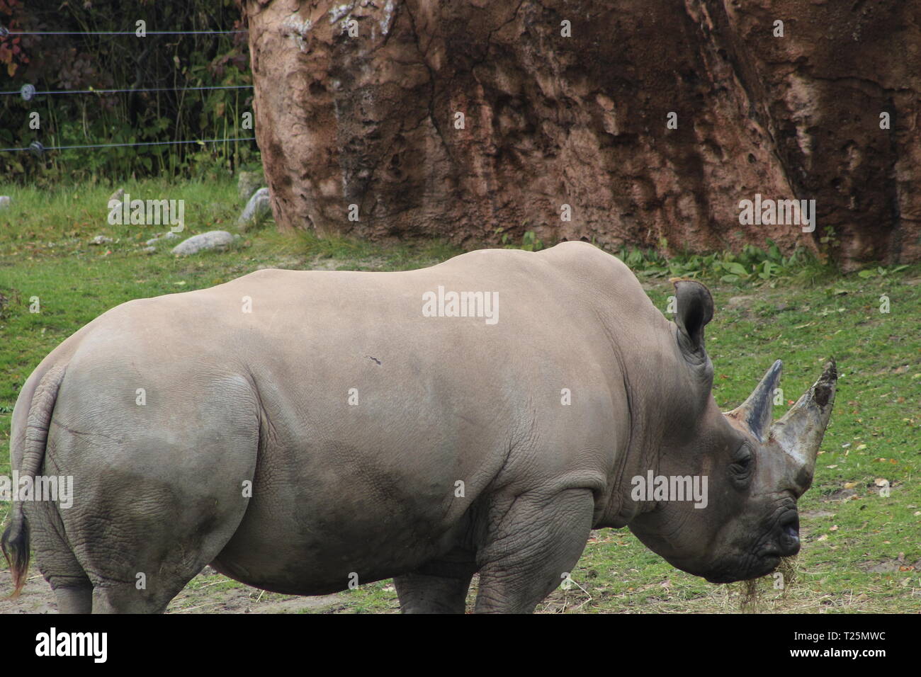 Birds on back of rhino hi-res stock photography and images - Alamy
