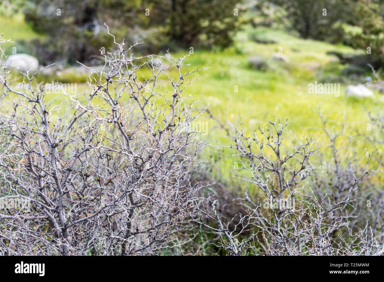 Mediterranean forest in early morning mist - green grass beautiful ...