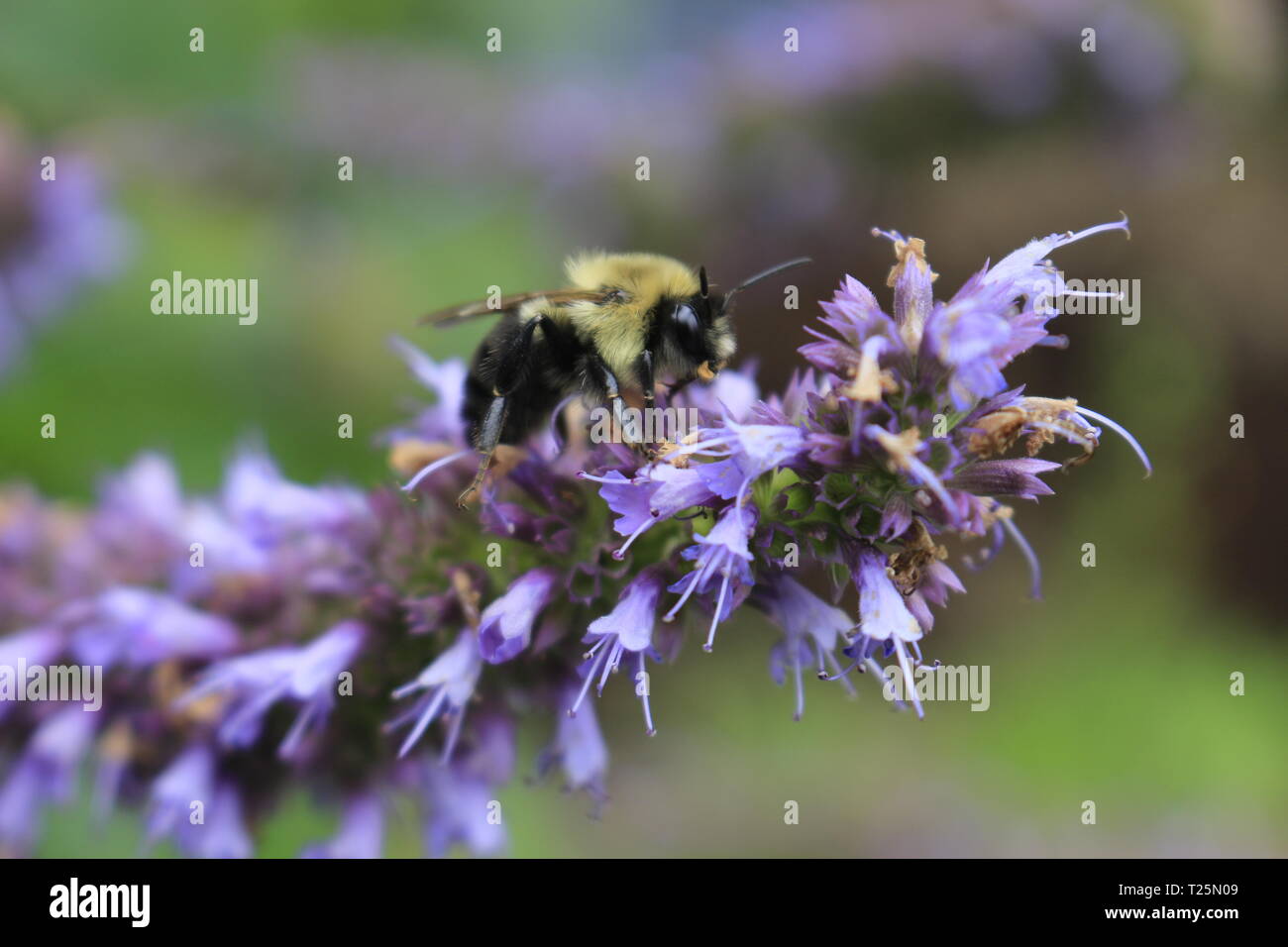 Image of giant Anise hyssop (Agastache foeniculum) in a summer garden ...