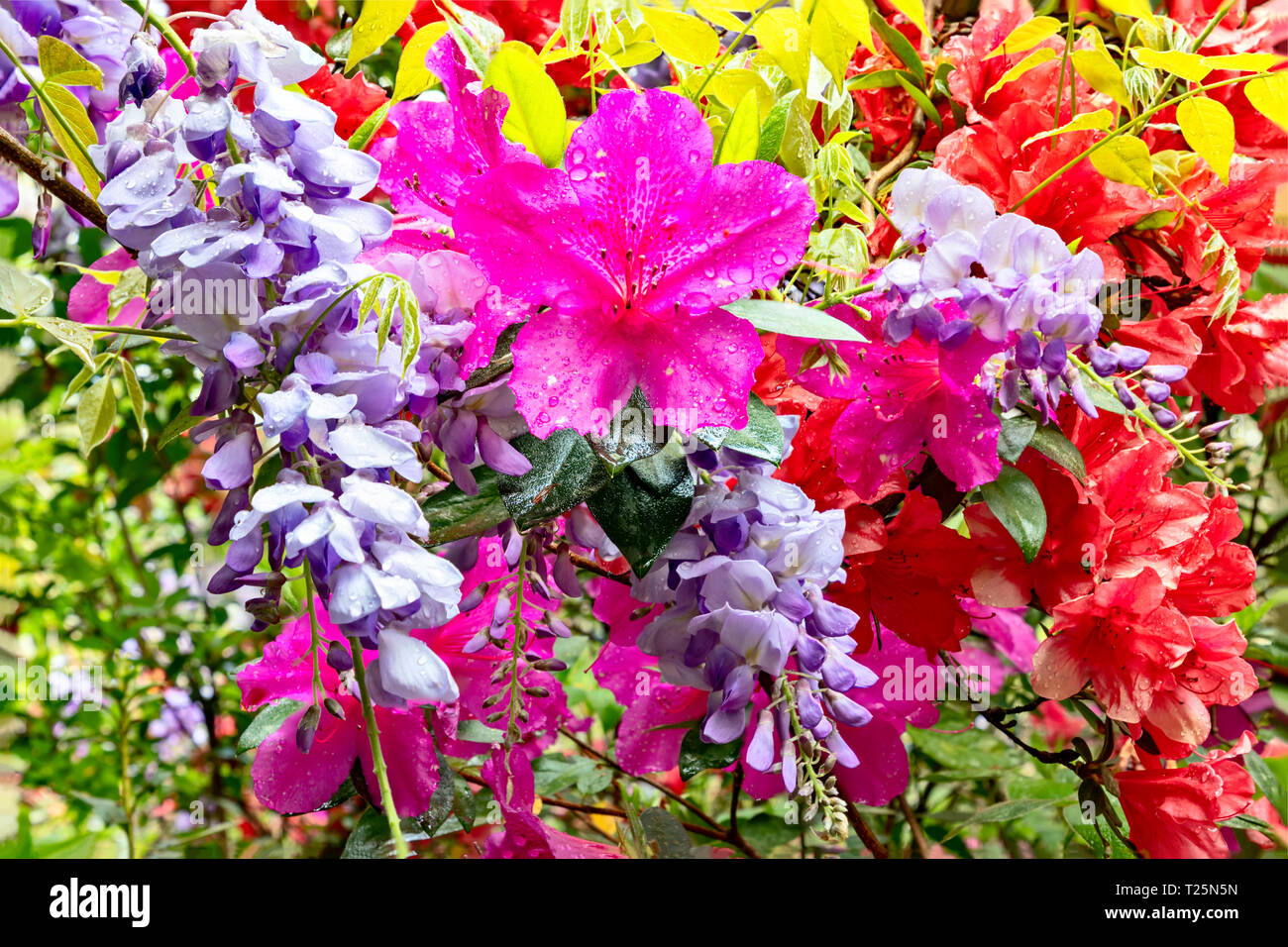 Colorful spring flowers Stock Photo - Alamy