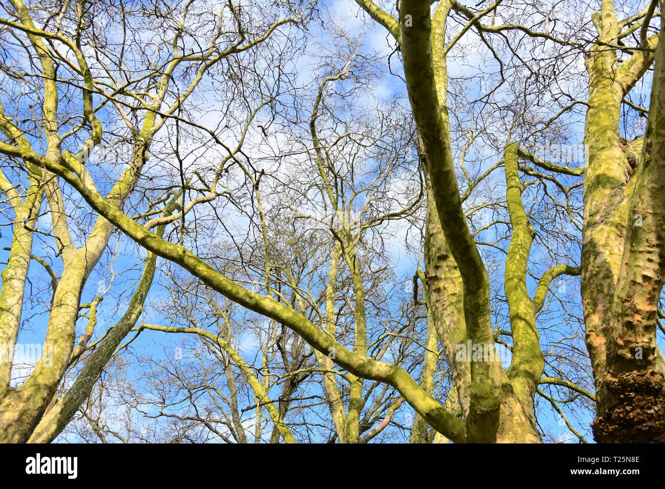 Spring flowers begin to bloom Stock Photo - Alamy