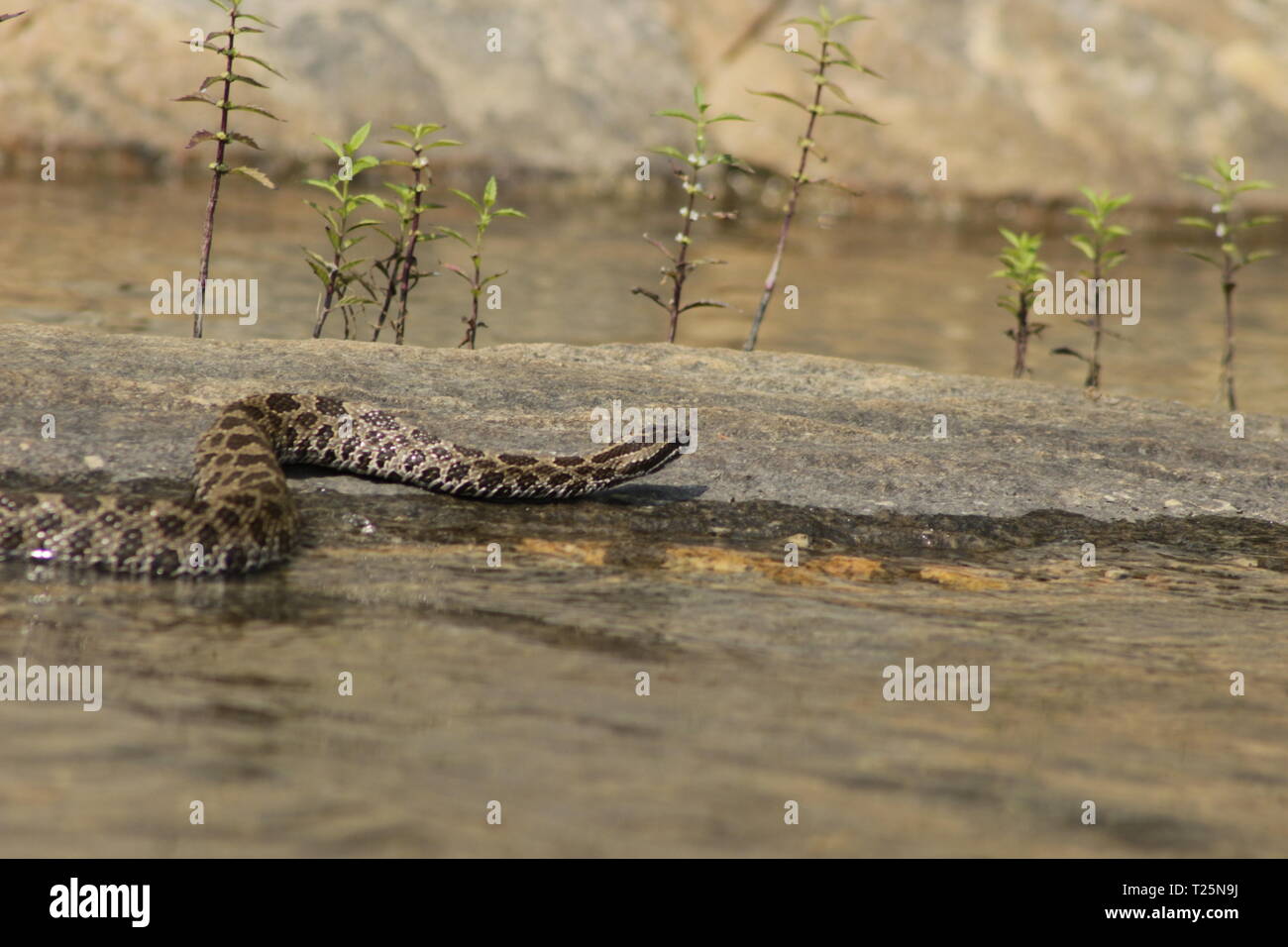 Eastern Massasauga Rattlesnake (Sistrurus catenatus catenatus) from ...