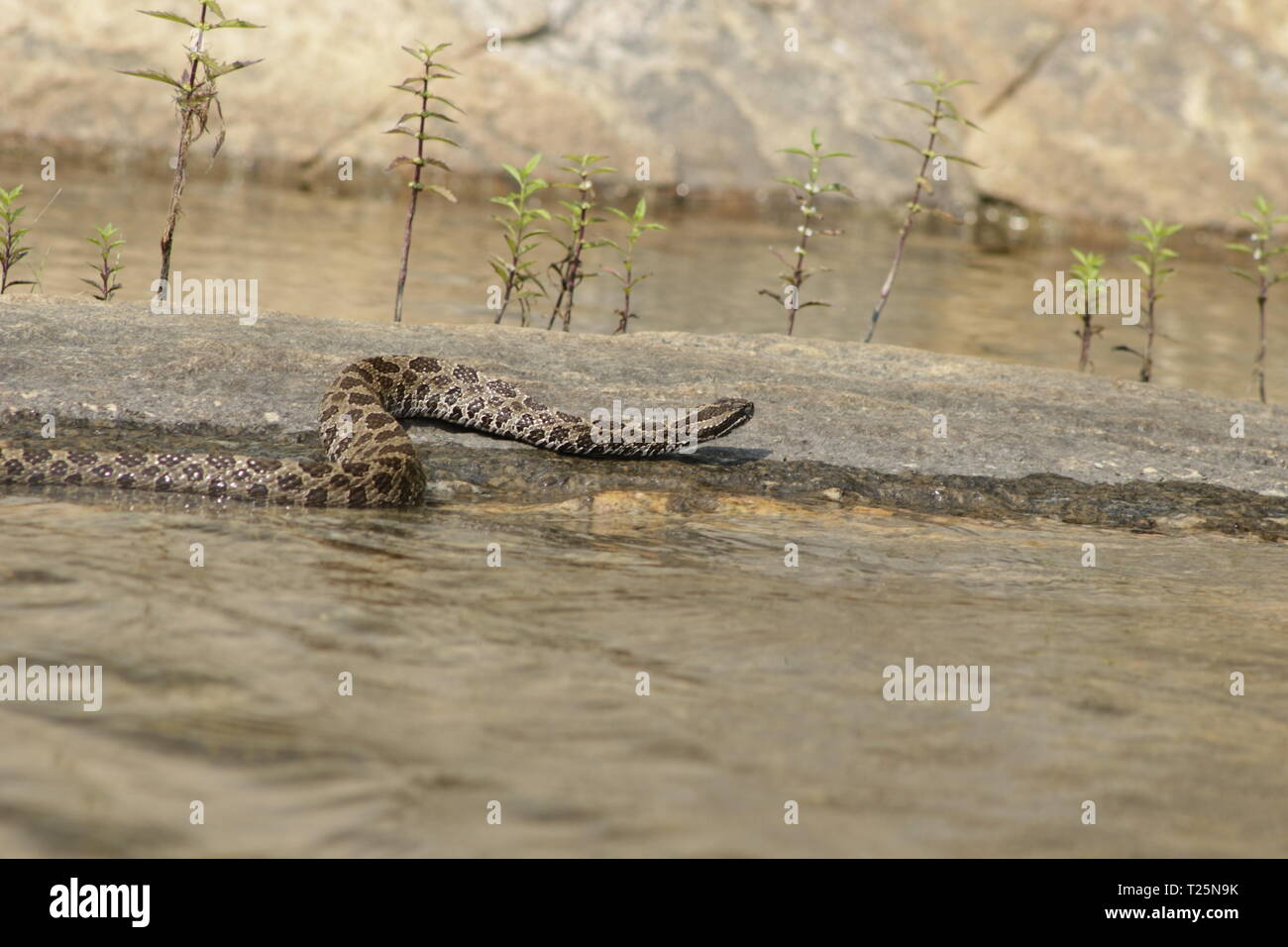Eastern Massasauga Rattlesnake (Sistrurus catenatus catenatus) from ...