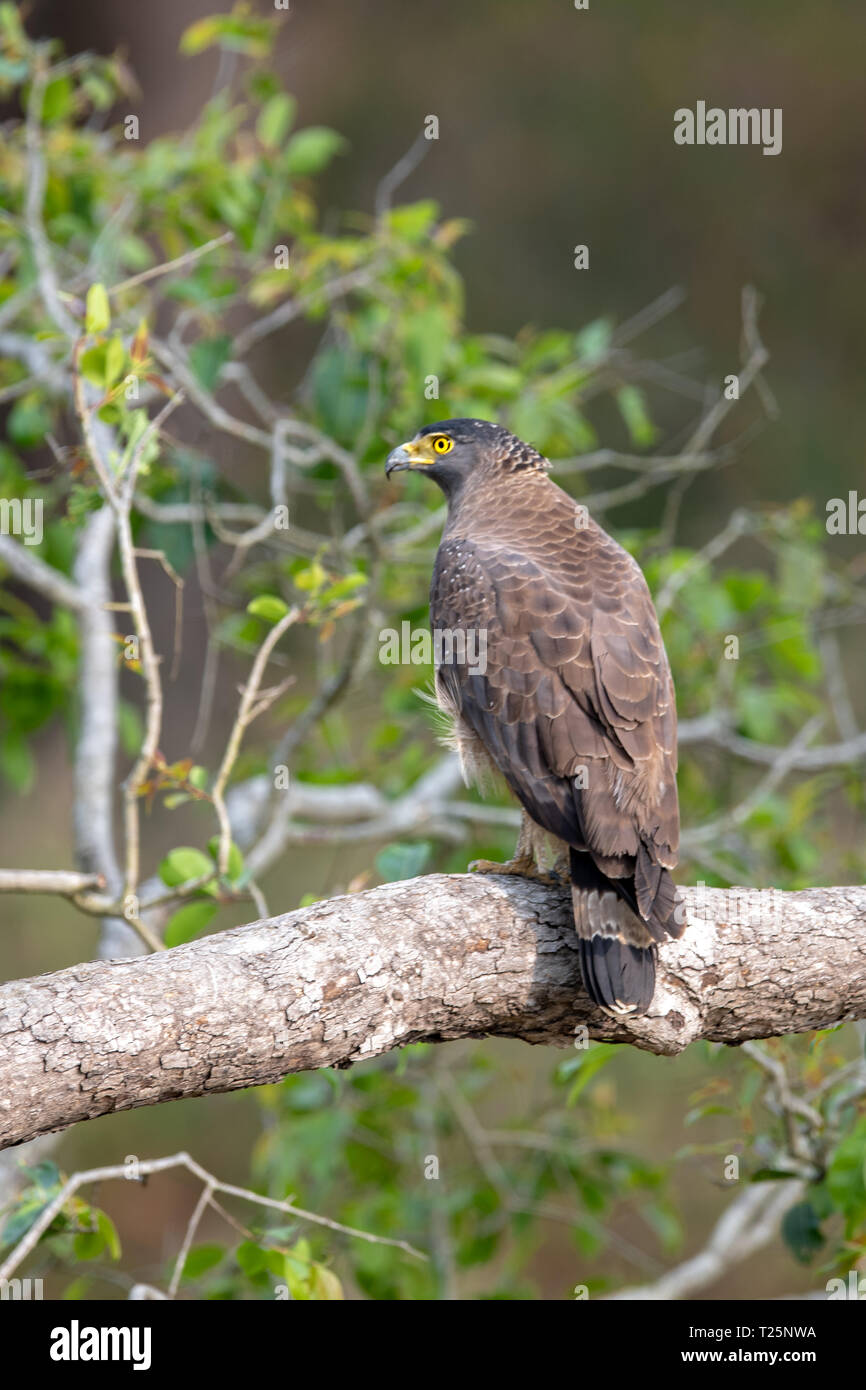 Perched Crested serpent eagle (Spilornis cheela) in India Stock Photo ...