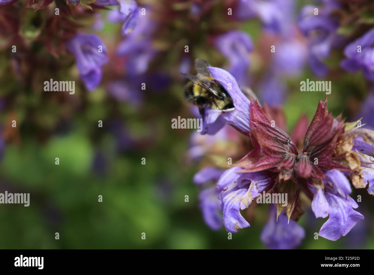 A close up of a honey bee, Apis, on a lavendar plant, Lavandula spica ...