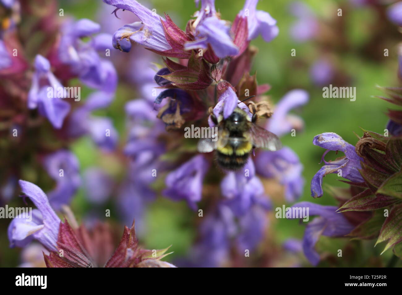 A close up of a honey bee, Apis, on a lavendar plant, Lavandula spica ...