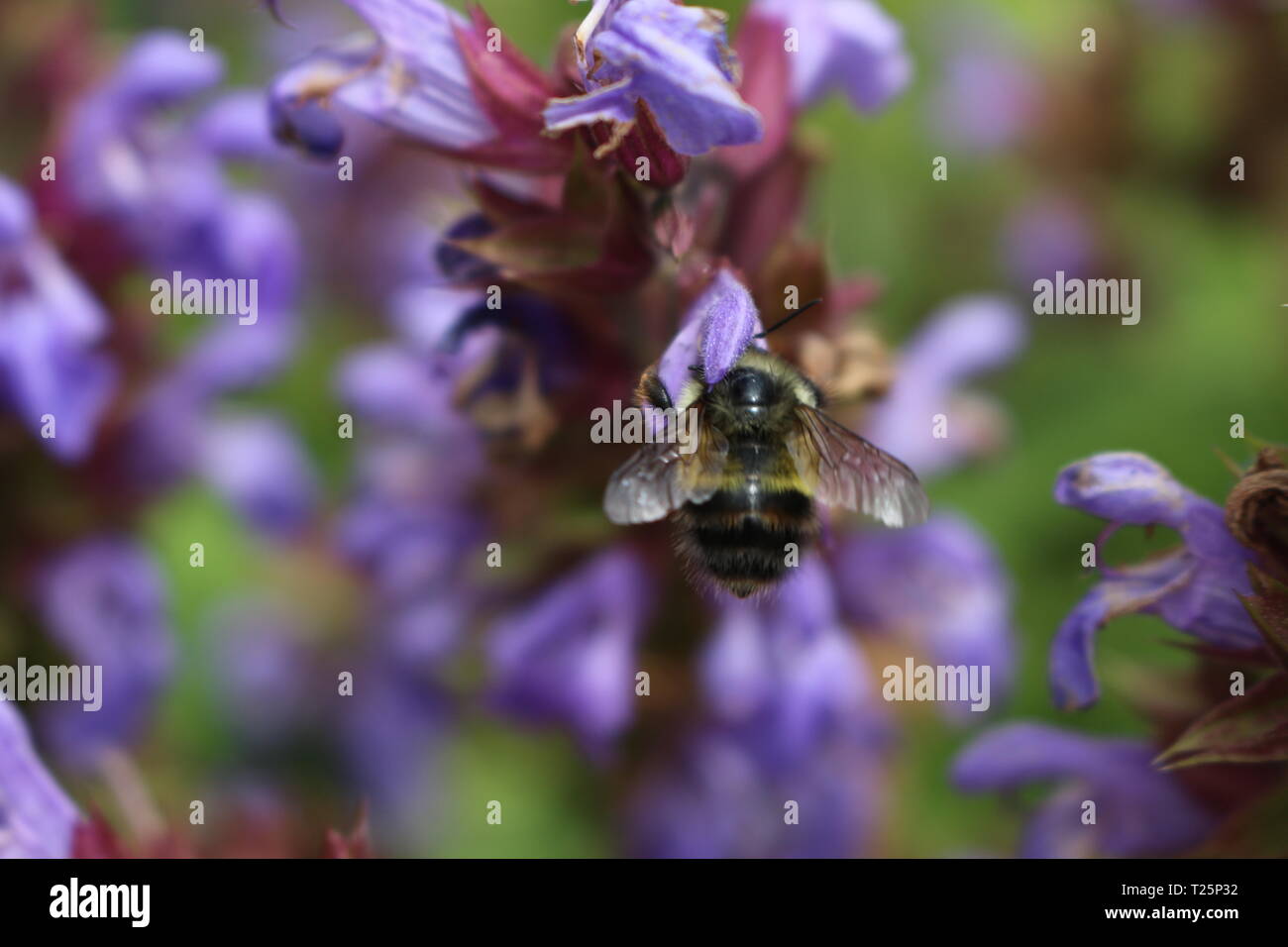 A close up of a honey bee, Apis, on a lavendar plant, Lavandula spica ...