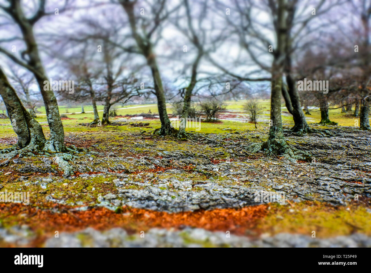 Grove beech hi-res stock photography and images - Alamy