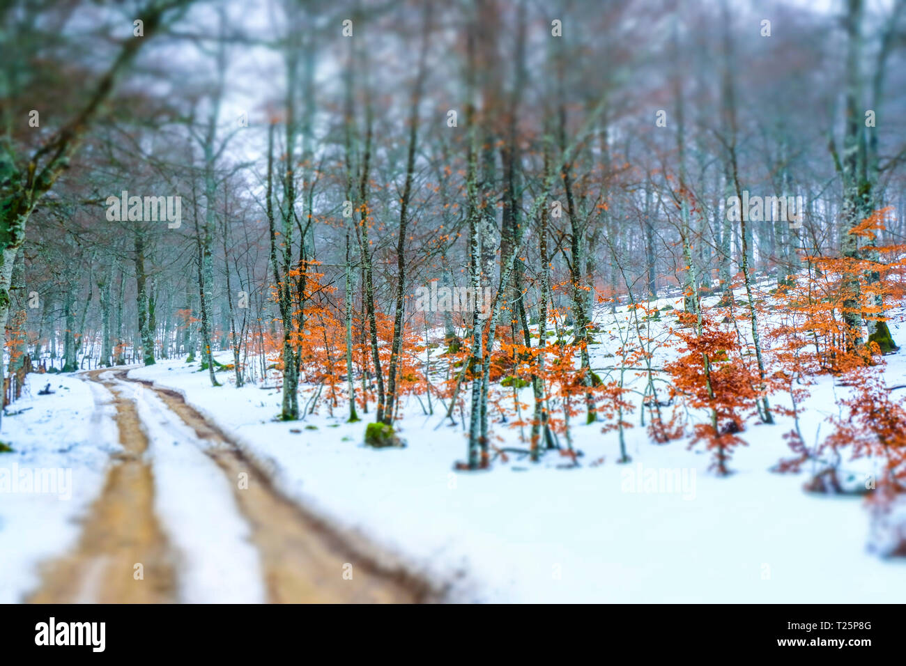 Winter woodland path hi-res stock photography and images - Alamy