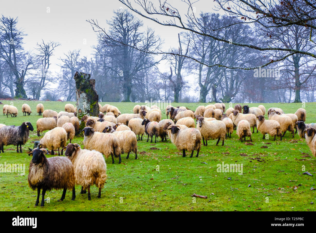 Flock of sheep in a grassland Stock Photo - Alamy