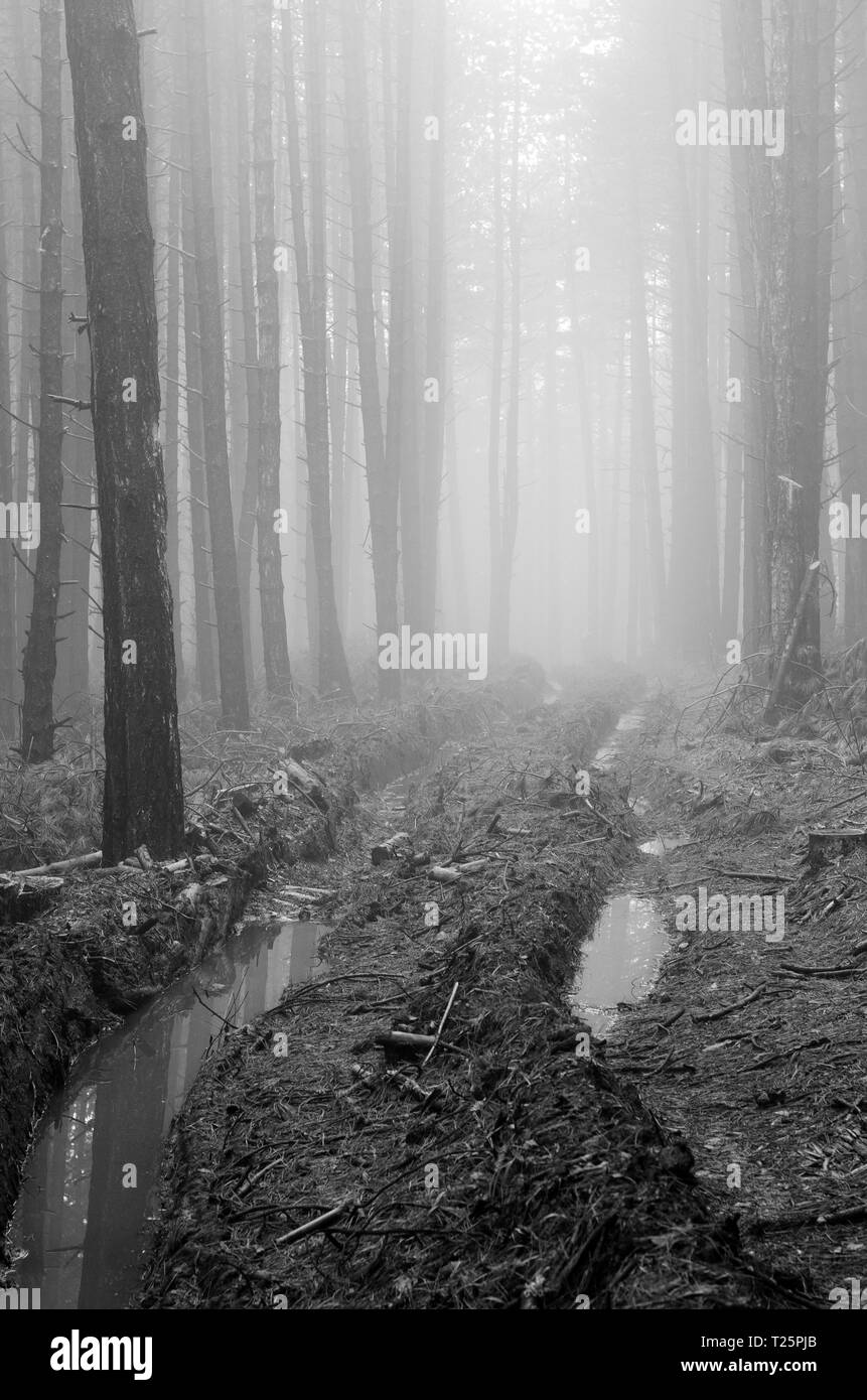 Nature spring path in forest Black and White Stock Photos & Images - Alamy